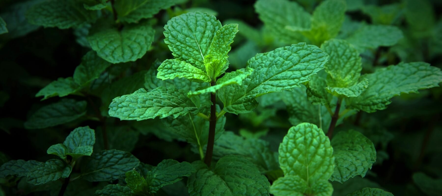Optimum Health | Herbal Spotlight: Peppermint for the Gut, Skin, & Spirits